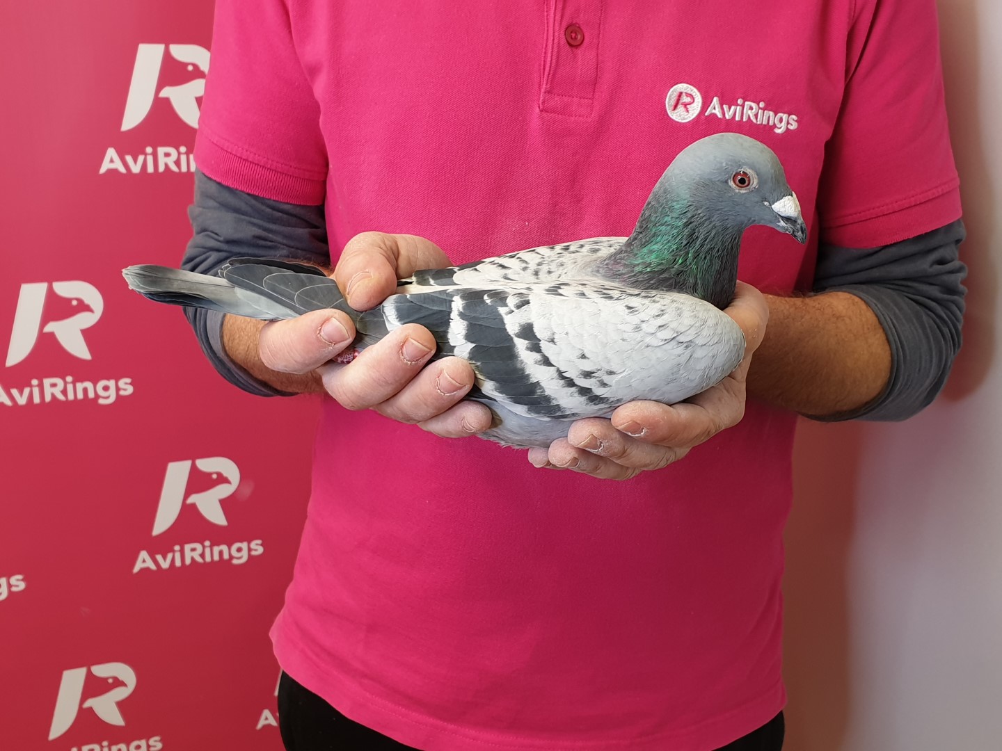 Ivica Rajković - SRB-2022-333314